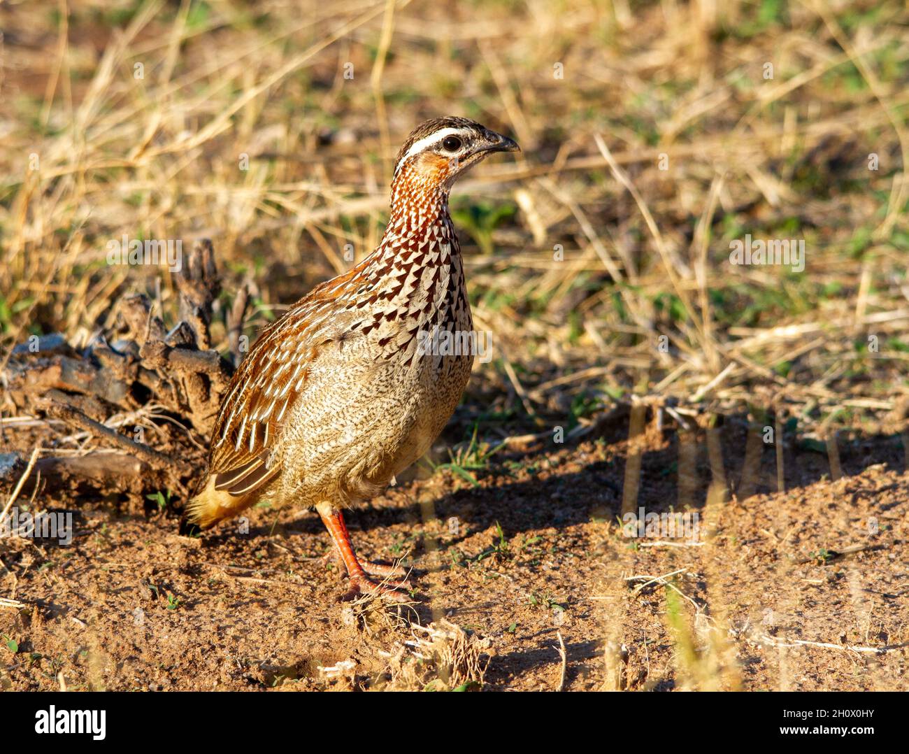 A crested francolin isolated in the wild Stock Photo - Alamy