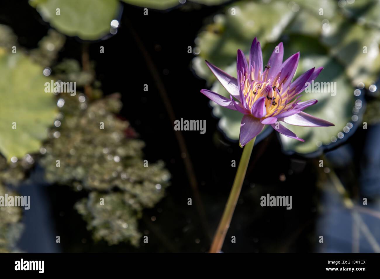 Blooming light purple fancy waterlily or lotus flower with a little ...