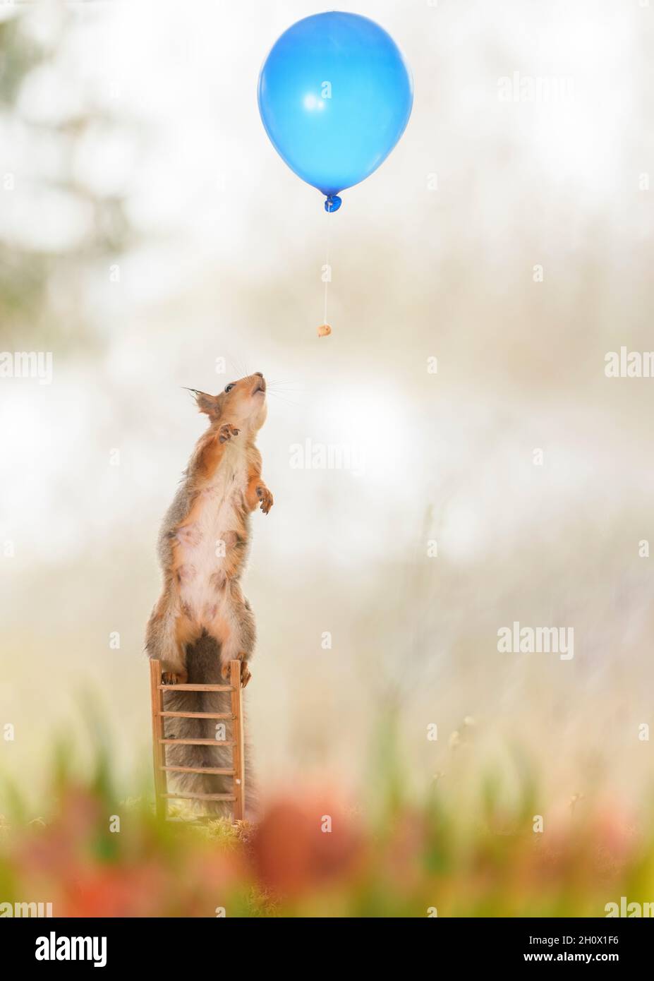 red squirrel is reaching for a balloon from stairs Stock Photo - Alamy