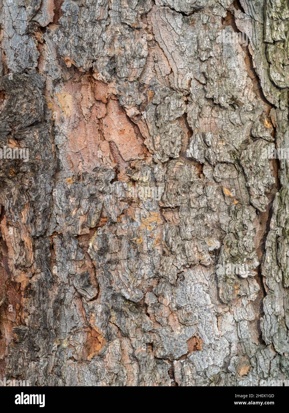 Old wood bark texture or background. Red pine tree Stock Photo - Alamy