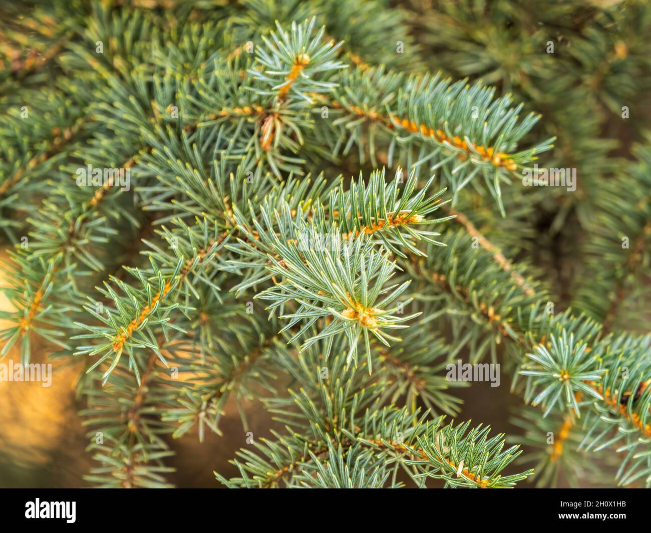 Green fir branches in winter at sunset. Branches of fir tree as ...