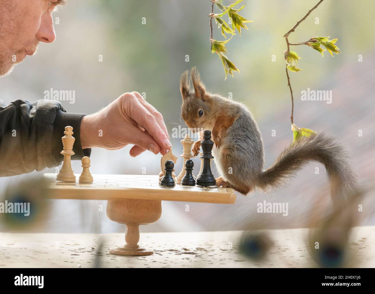 Chess Humour High Resolution Stock Photography and Images - Alamy