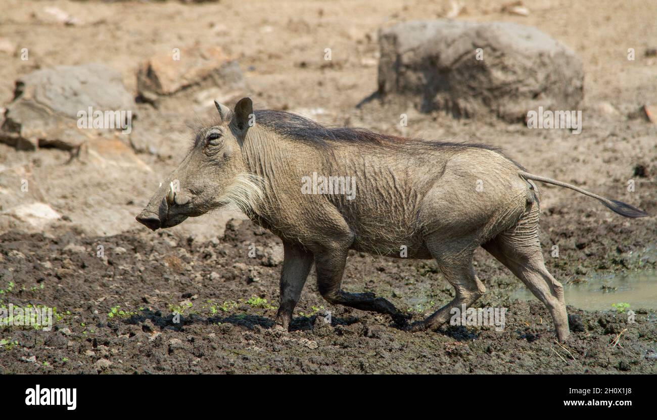 Common warthog foraging in the mud at a waterhole Stock Photo - Alamy