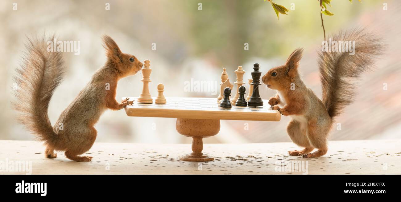Chess Humour High Resolution Stock Photography and Images - Alamy