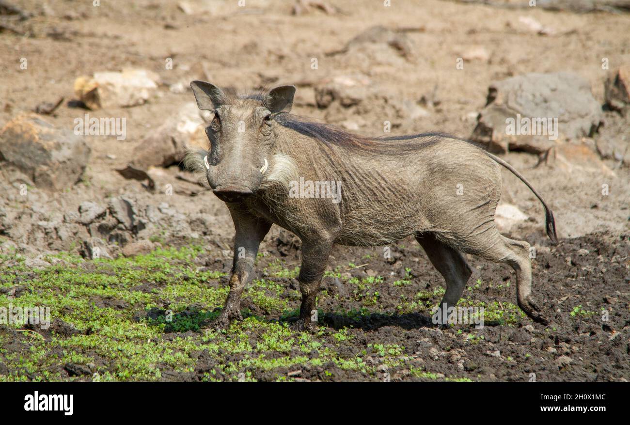 Common warthog foraging in the mud at a waterhole Stock Photo - Alamy