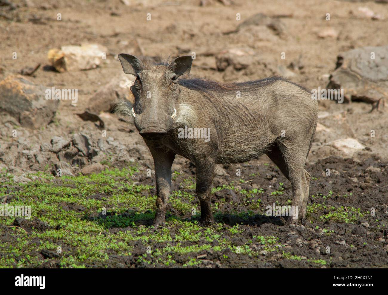 Common warthog foraging in the mud at a waterhole Stock Photo - Alamy