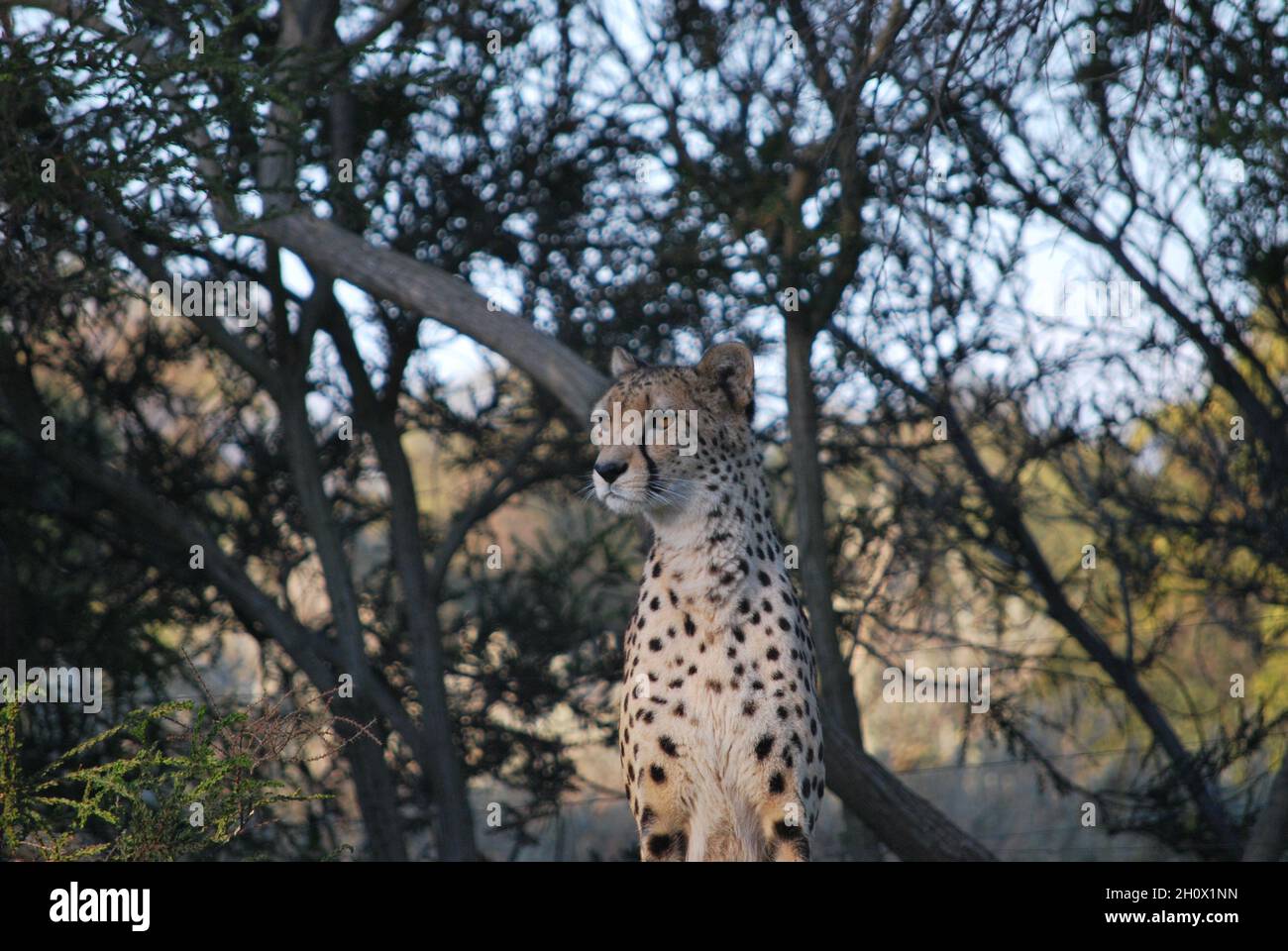 Cheetah sitting and watching at safari zoo. Taken at Werribee zoo ...