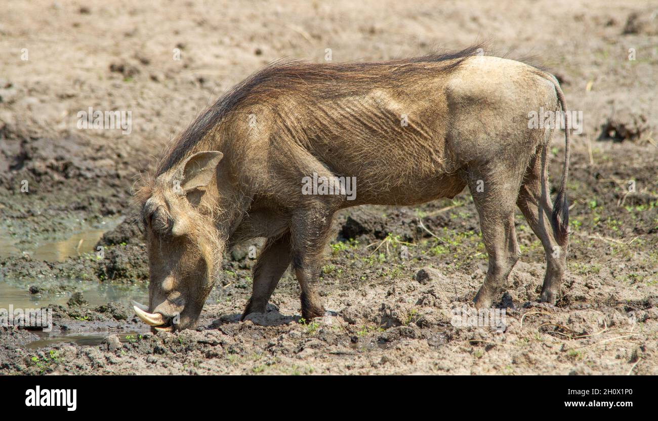 Common warthog foraging in the mud at a waterhole Stock Photo - Alamy