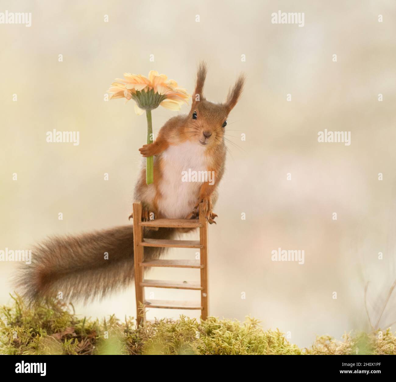 red squirrel is holding a yellow daisy from stairs Stock Photo - Alamy