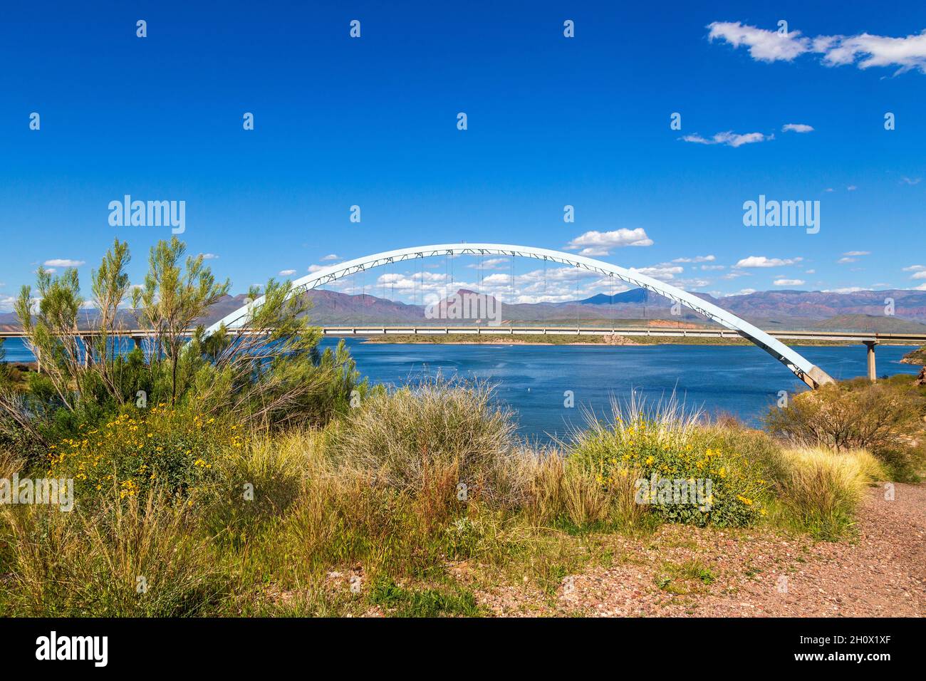 Roosevelt Lake Bridge in Spring. Brittlebush by Theodore Roosevelt Lake ...