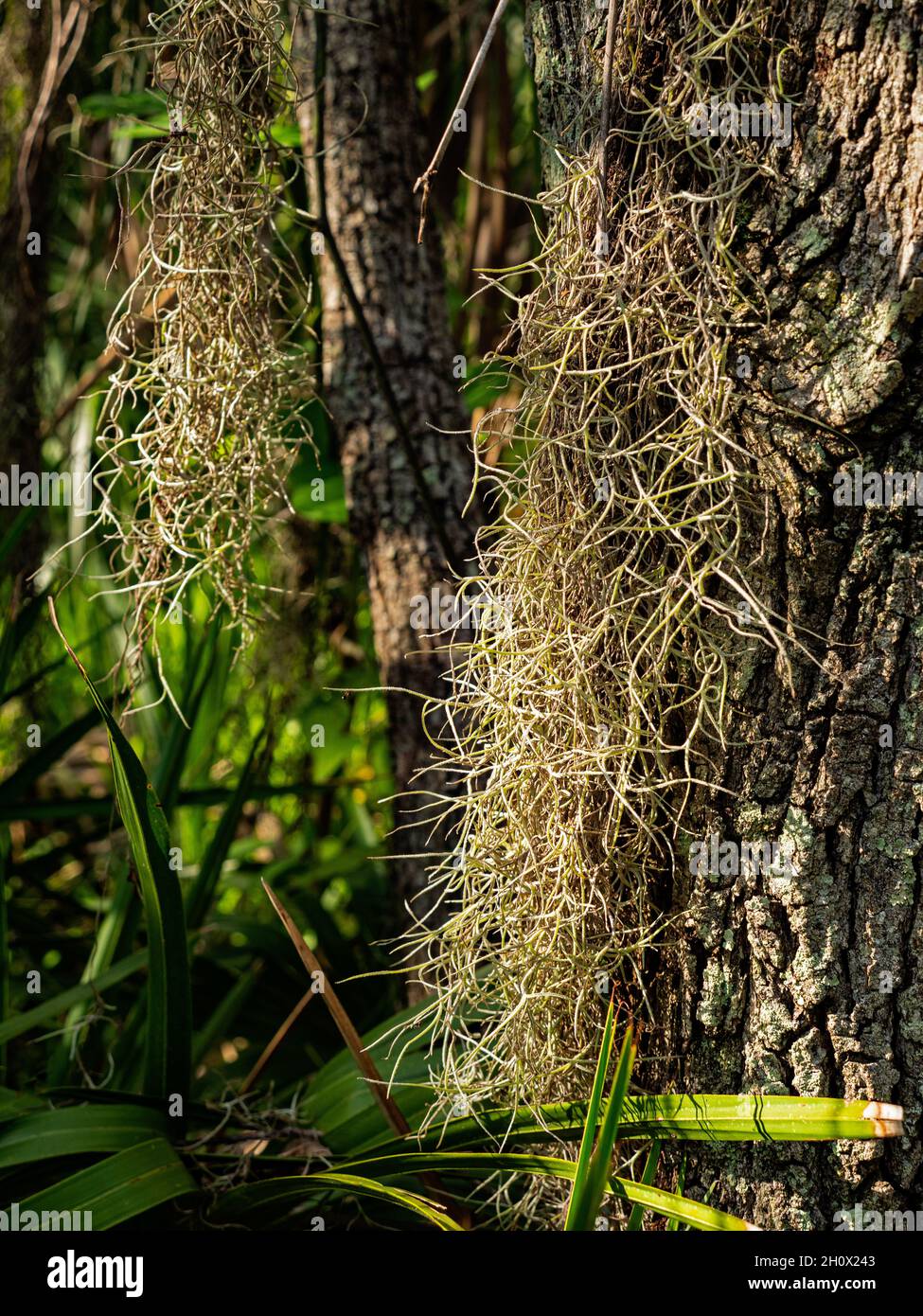 Spanish Moss in Upper Tampa Bay Park, Florida Stock Photo - Alamy