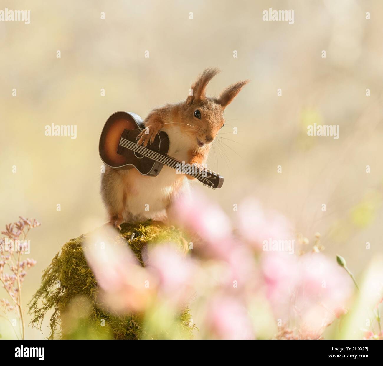 Squirrel with guitar hi-res stock photography and images - Alamy