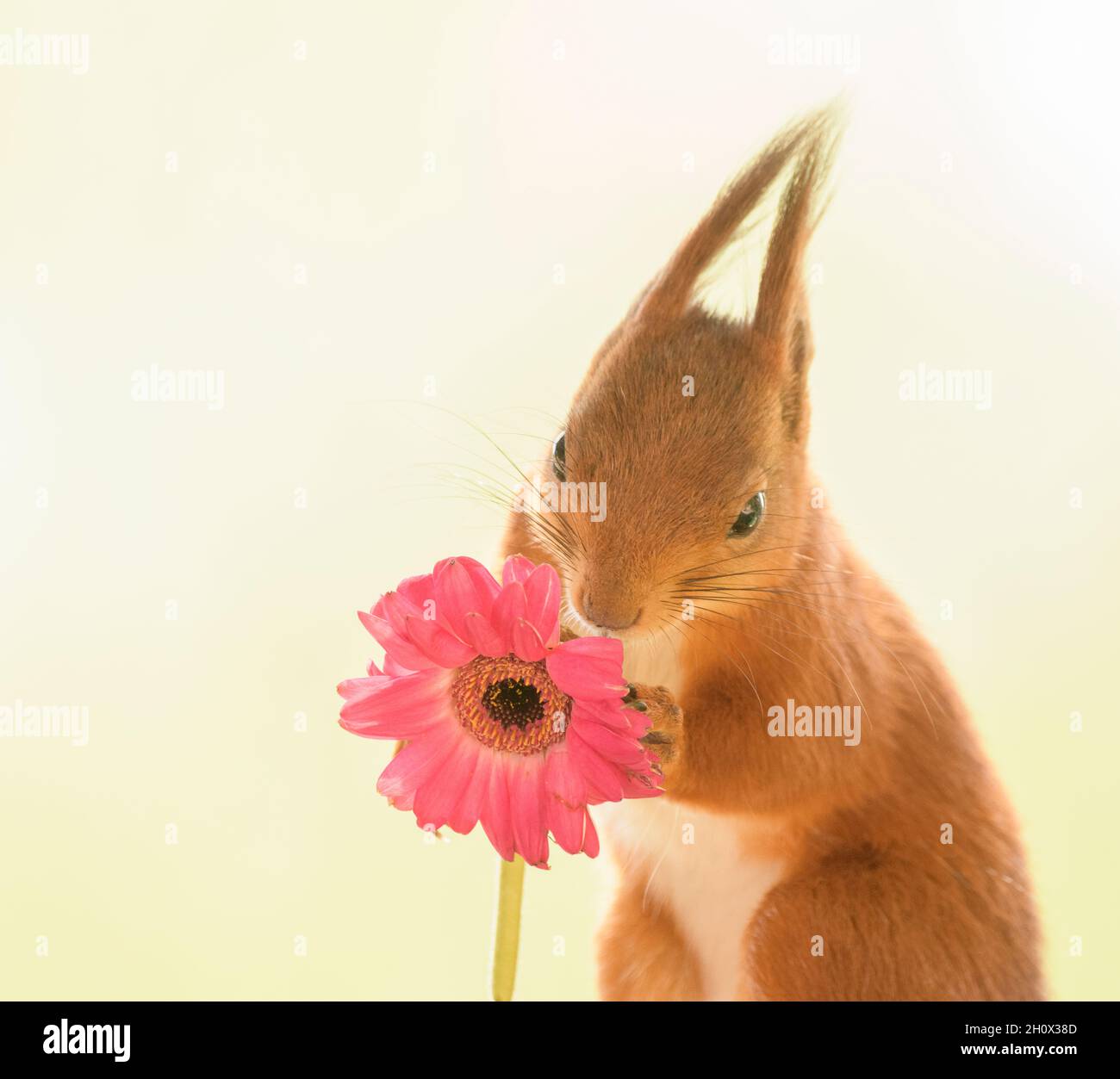 red squirrel is holding an red daisy Stock Photo - Alamy