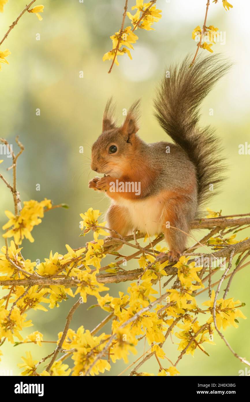 red squirrel is standing between Forsythia flowers Stock Photo - Alamy