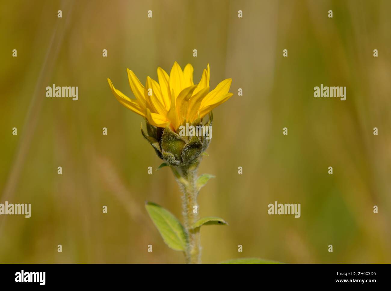 Head inflorescence sunflower helianthus hi-res stock photography and ...