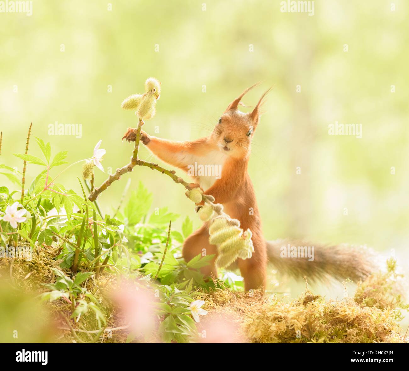 Red squirrel is holding an willow brench looking at viewer Stock Photo ...