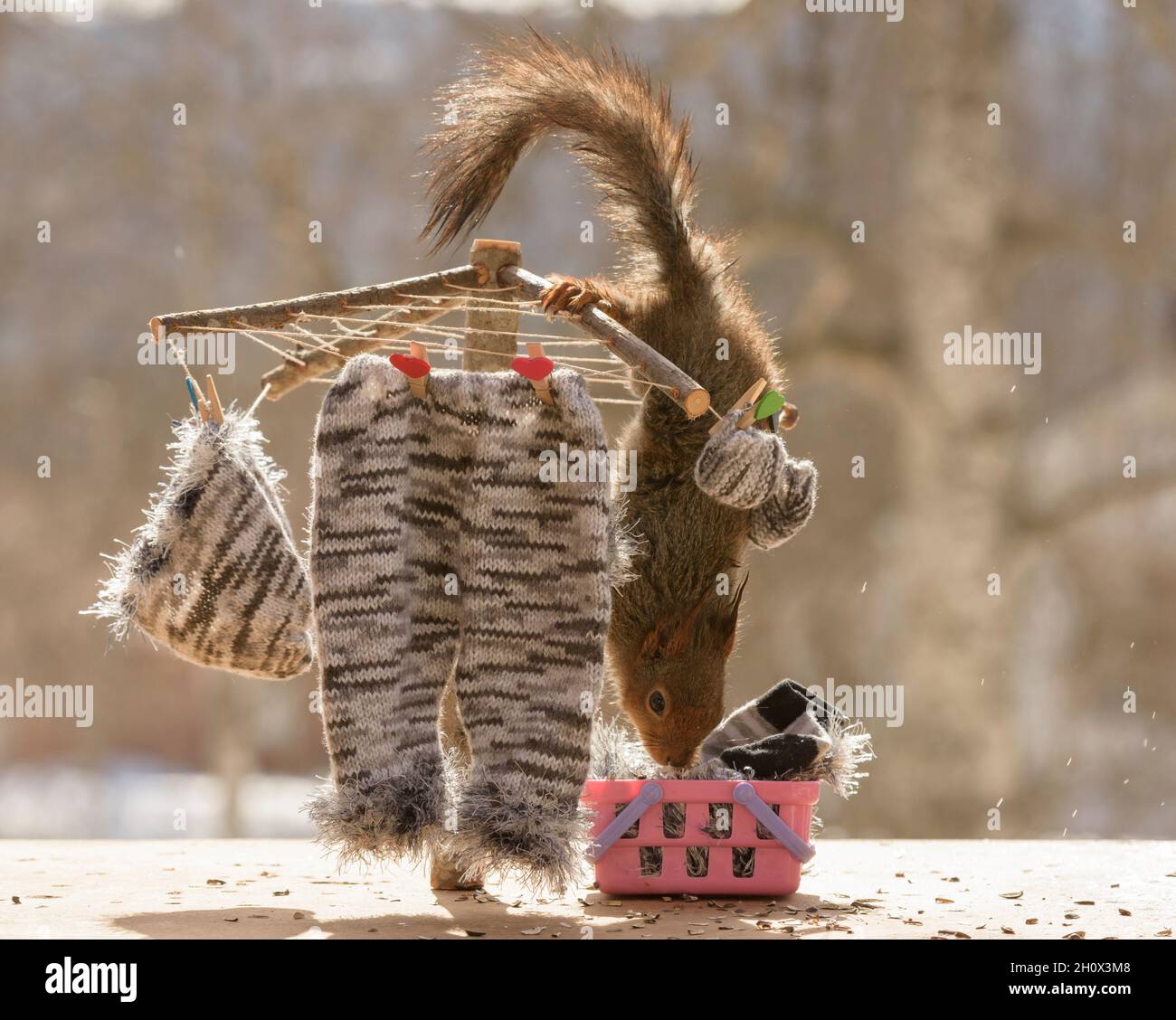 Squirrel hanging from branch hi-res stock photography and images - Alamy