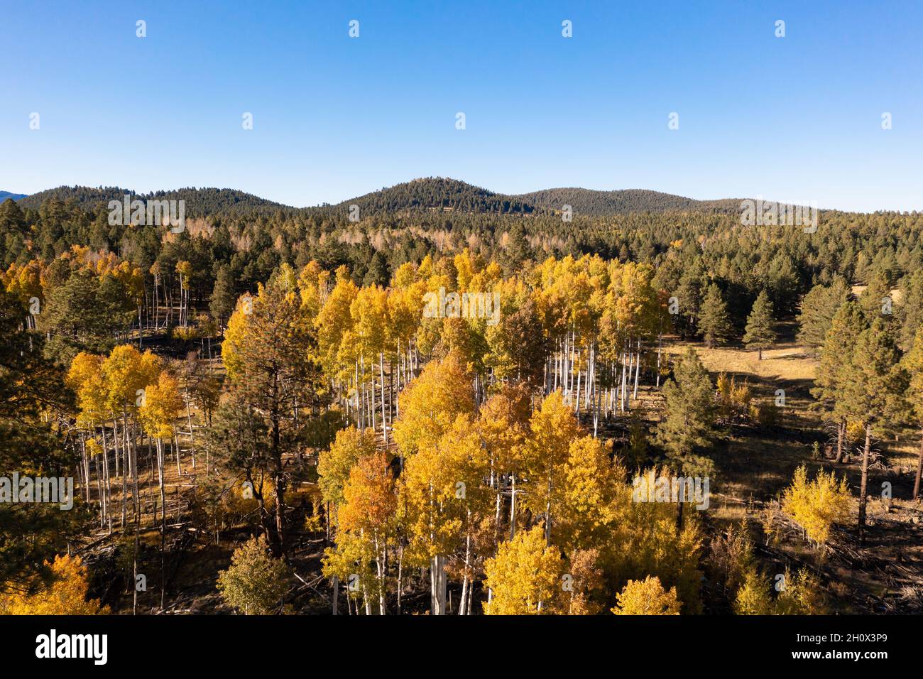 Panorama golden aspen trees hi-res stock photography and images - Alamy