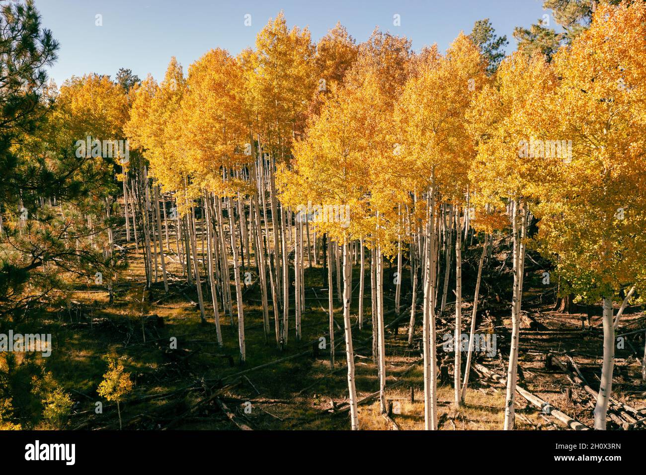 Scenic aspen grove hi-res stock photography and images - Alamy