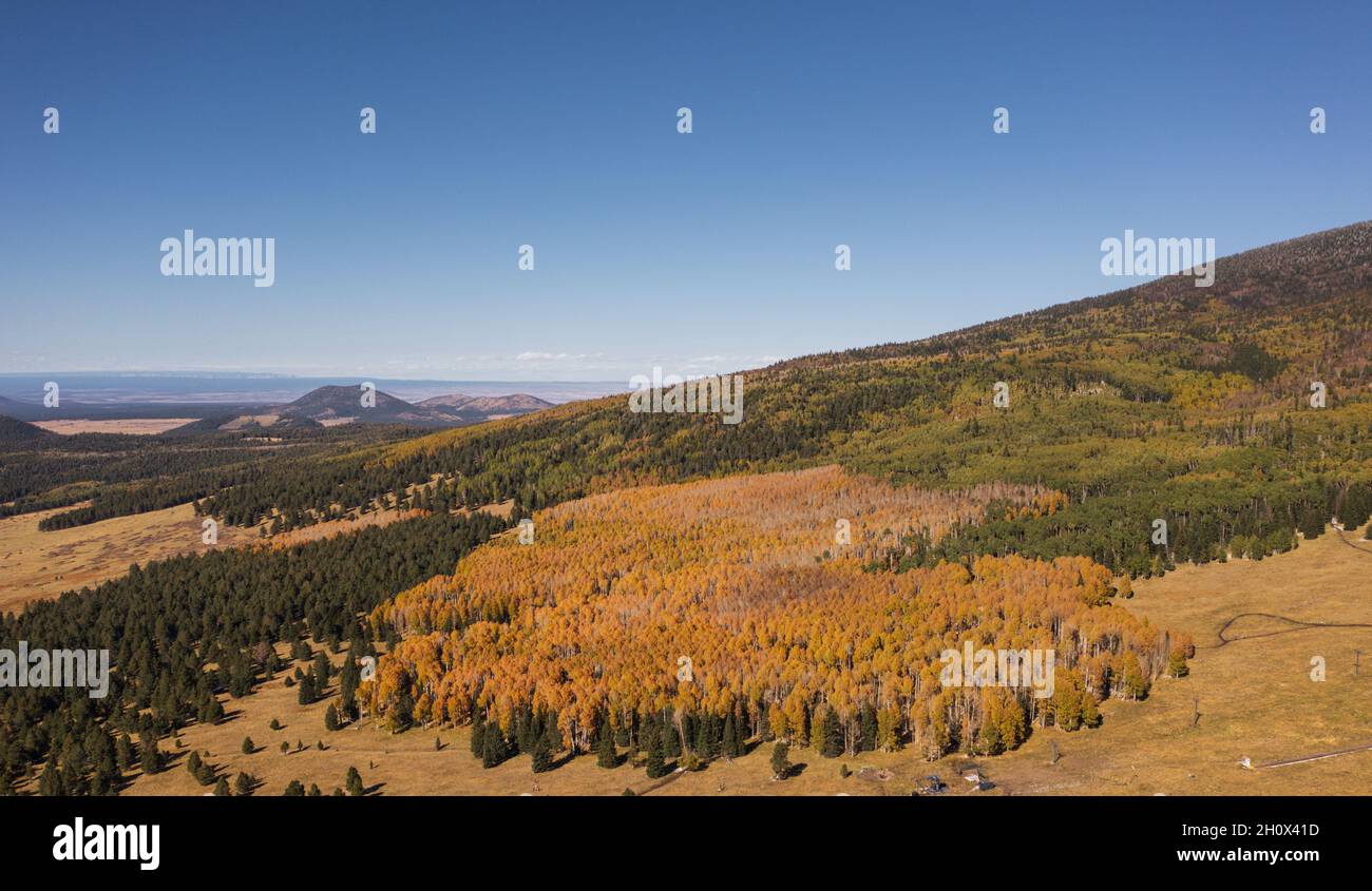 Autumn fall season in Flagstaff Arizona with golden aspen trees, aerial ...