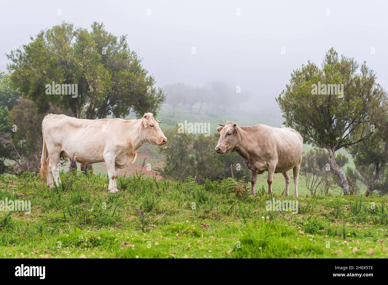 Cows on pasture on Madeira island. Summertime Stock Photo - Alamy