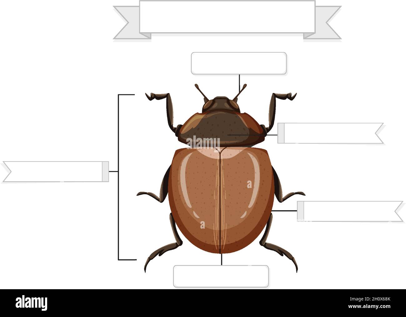 External Anatomy of a beetle worksheet illustration Stock Vector Image ...