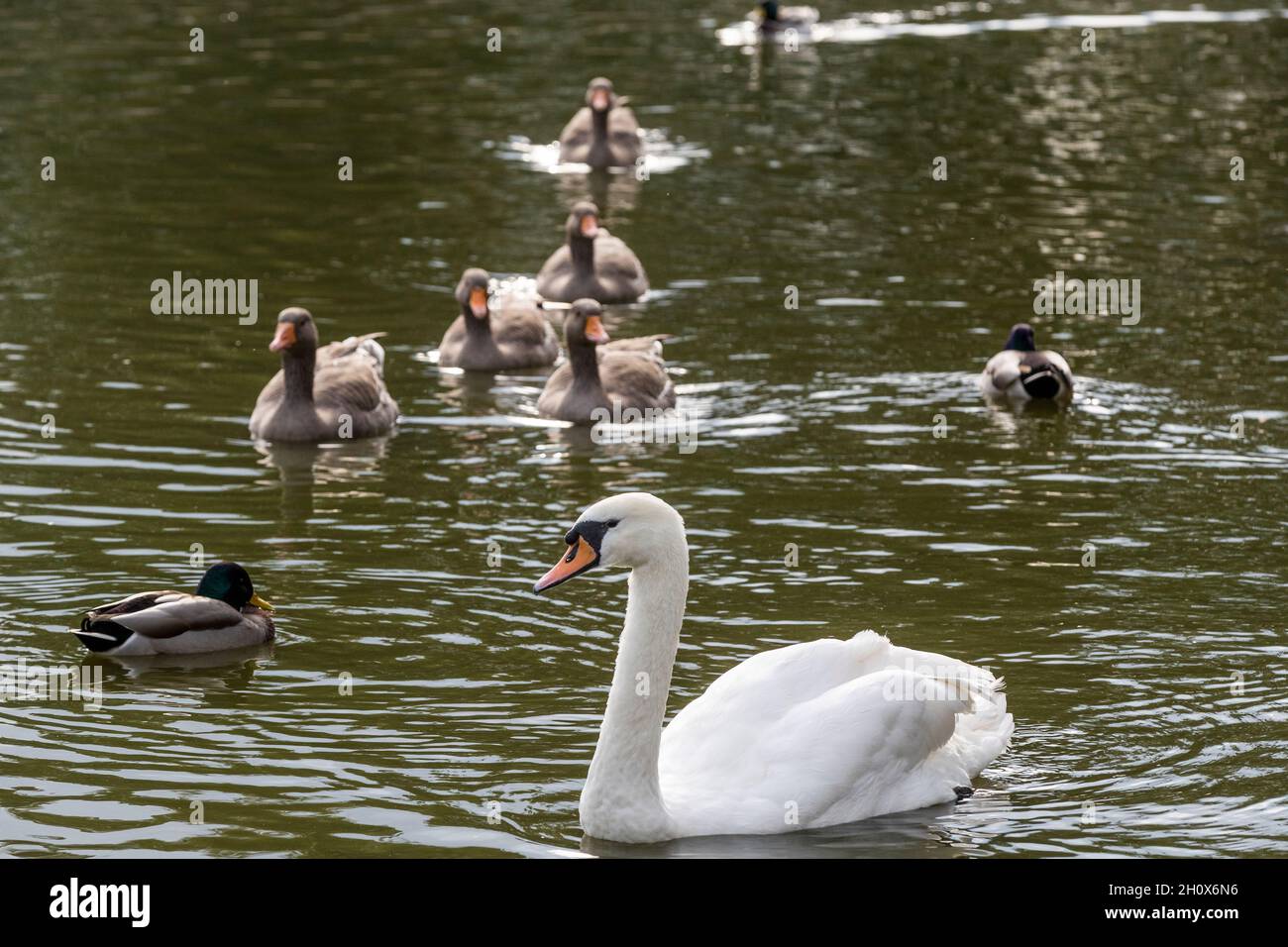 Mute swan. Wildfowl and Wetlands Centre, Slimbridge, Gloucestershire ...