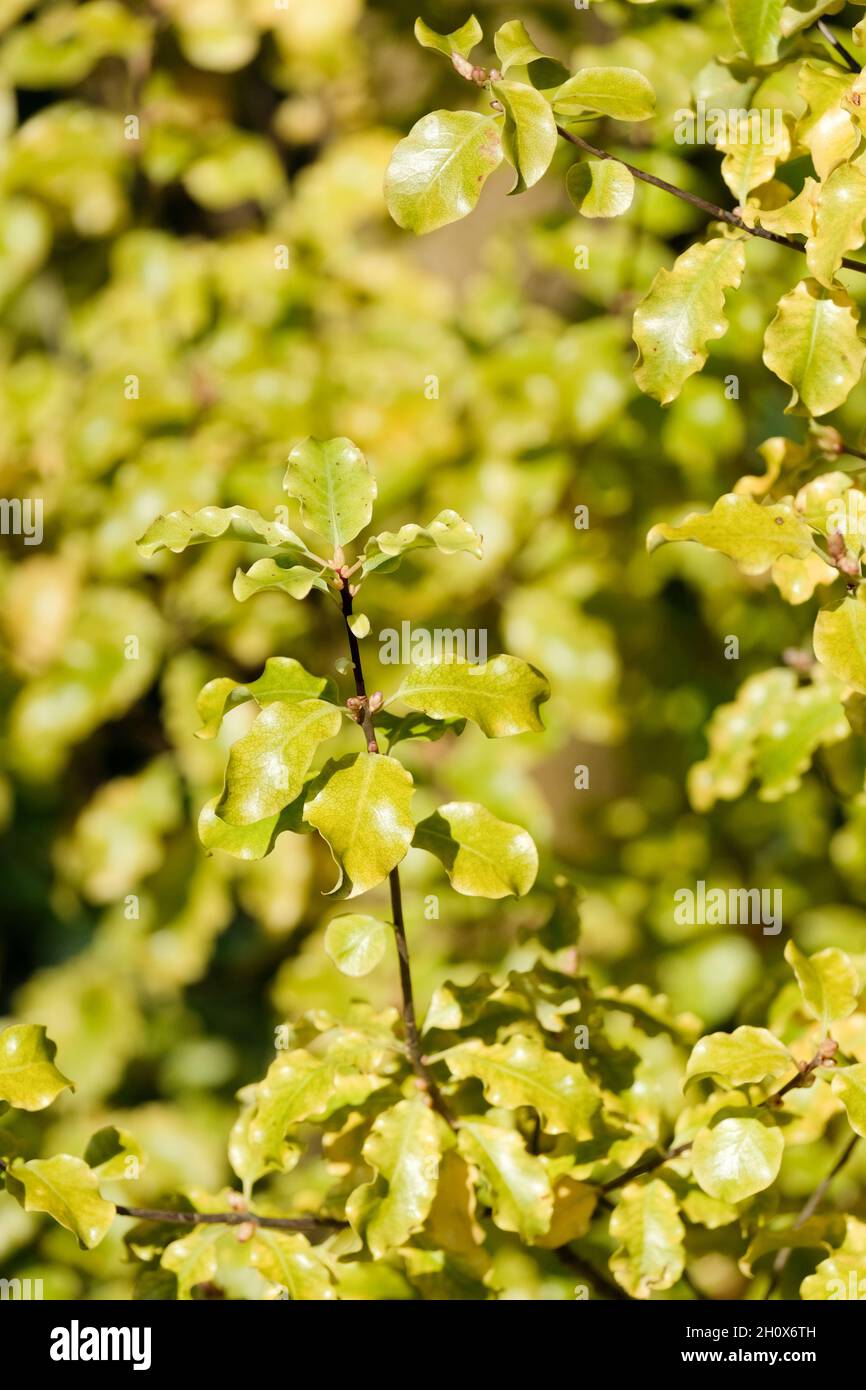Pittosporum tenuifolium 'Warnham Gold', tawhiwhi 'Warnham Gold ...