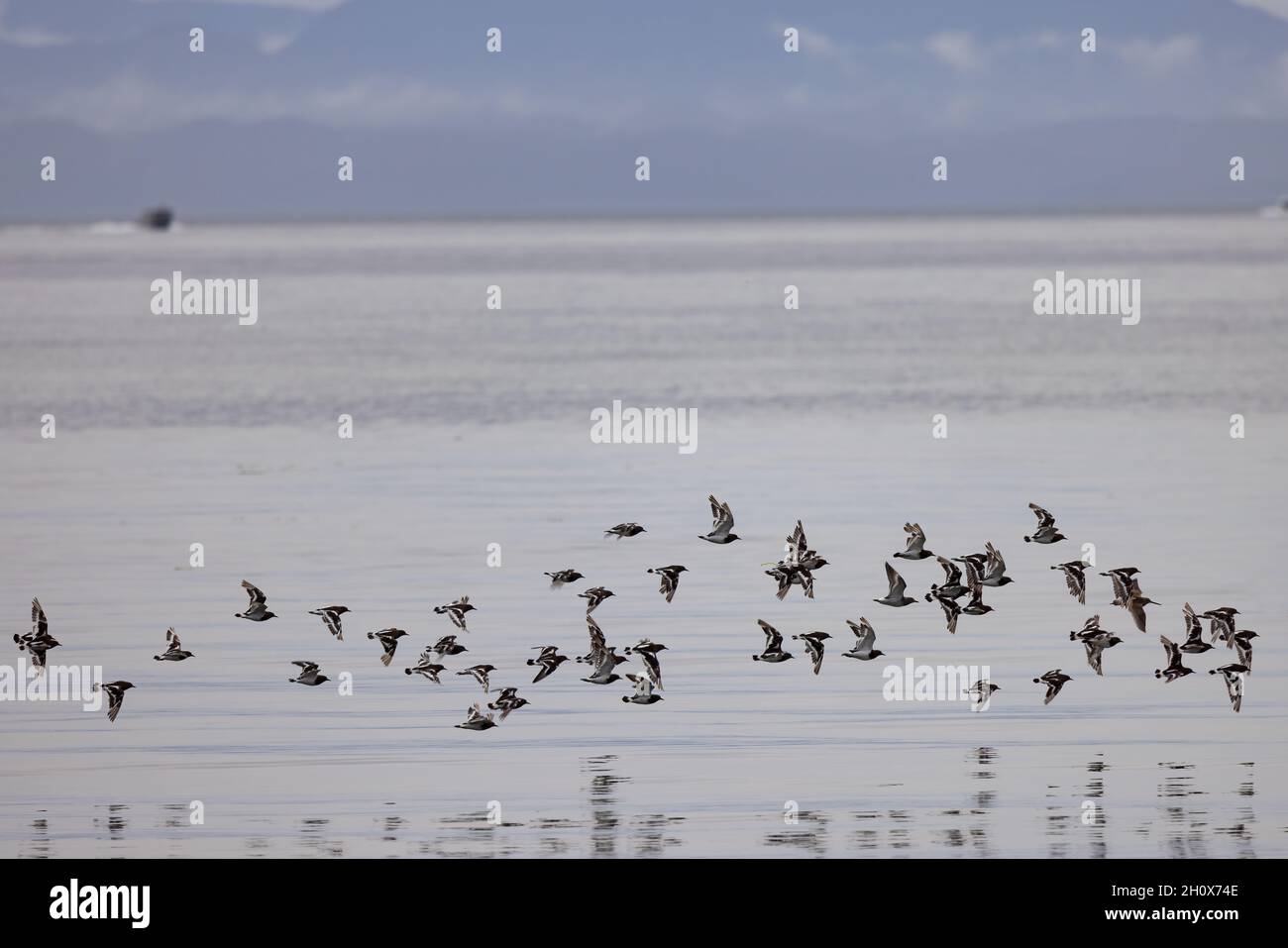 Shorebirds in flight hi-res stock photography and images - Alamy