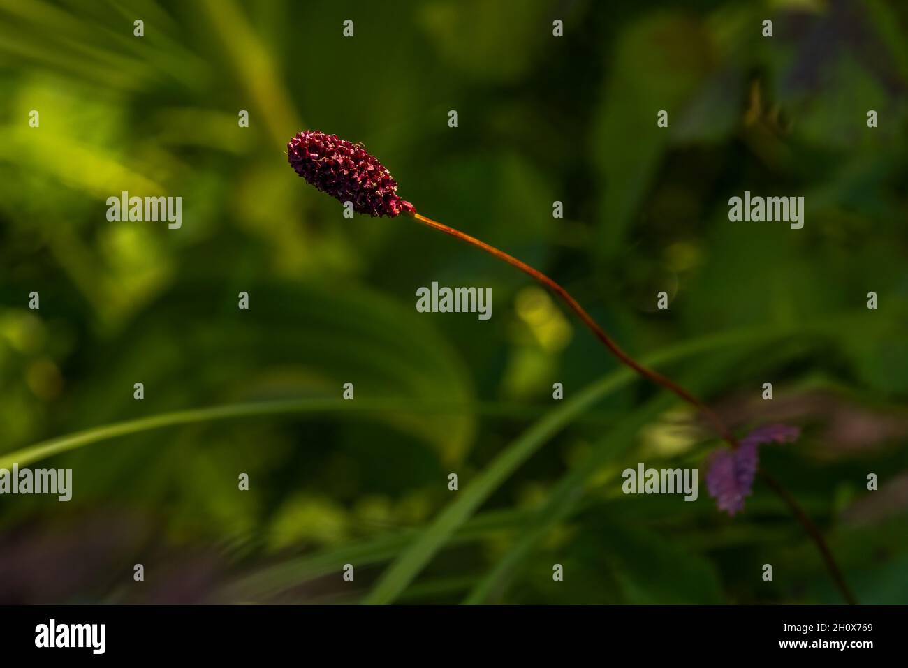 Great Burnet (Sanguisorba officinalis) - Strathcona Provincial Park ...