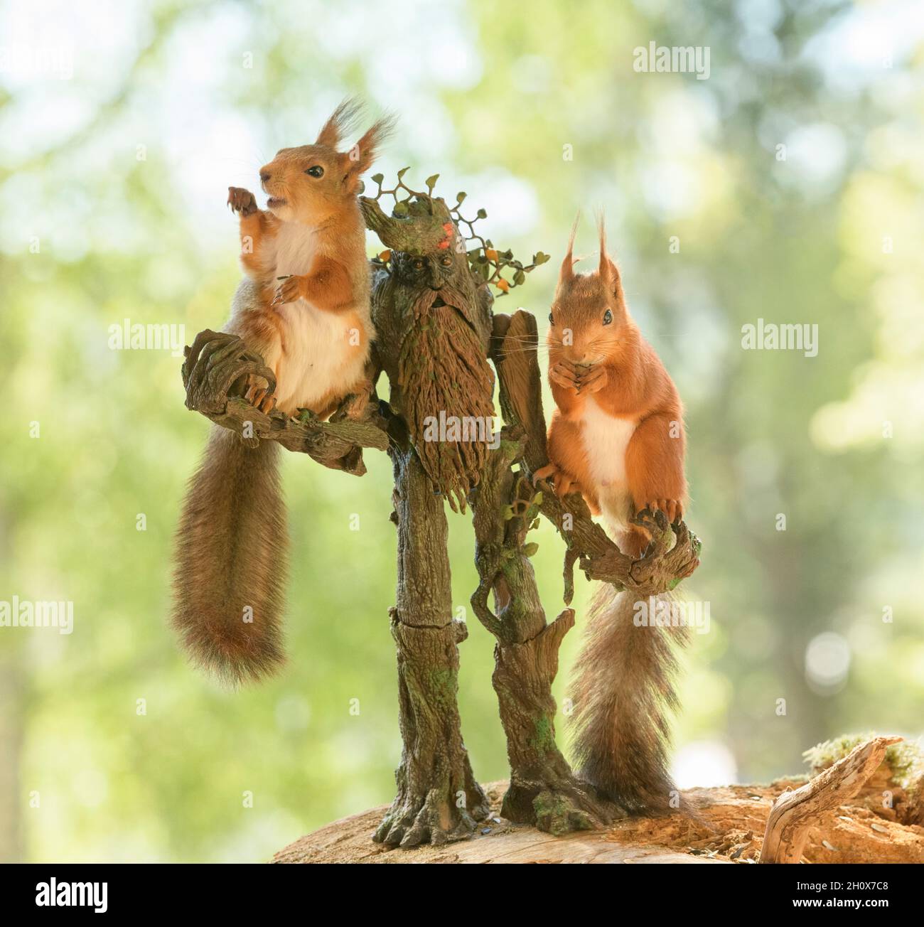 Sciurus vulgaris on oak hi-res stock photography and images - Alamy