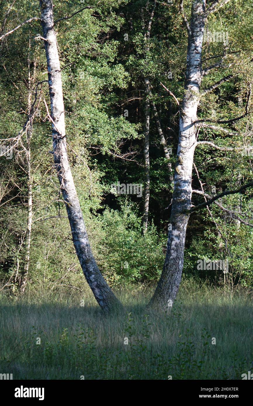 Birch trees on a clearing at dusk, Ludwigswinkel, Fischbach, Germany ...