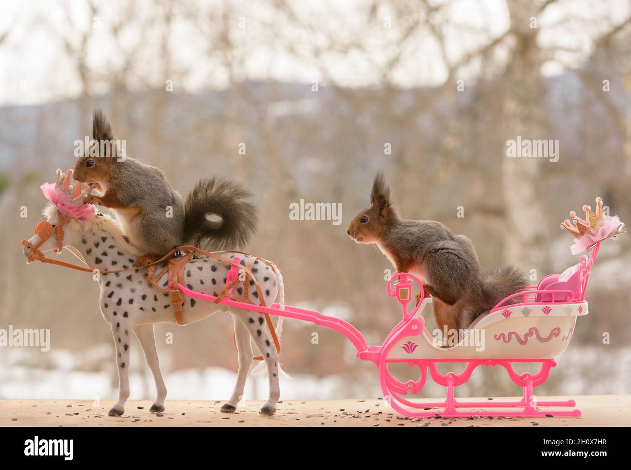 Red squirrel is sitting on a carriage with a horse hi-res stock ...