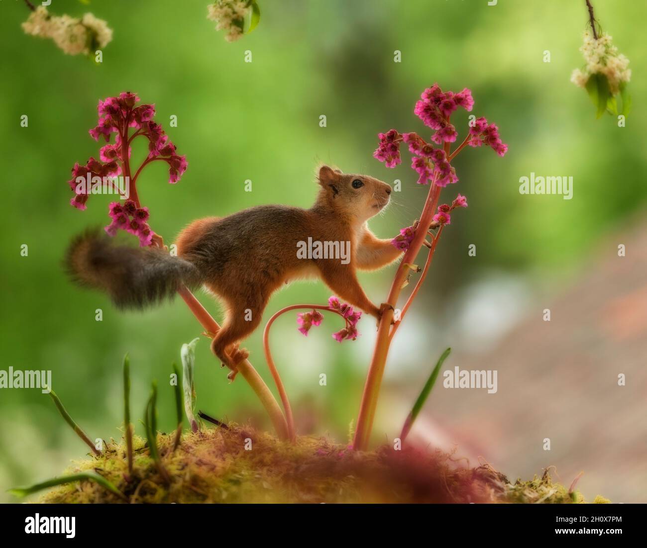 red squirrel is climbing between Bergenia flowers Stock Photo - Alamy