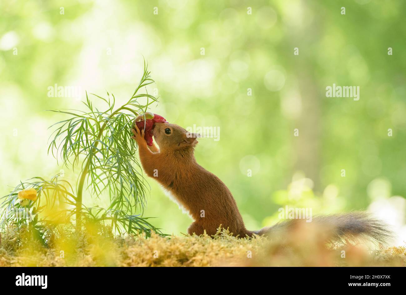 The squirrel is smelling the flower hi-res stock photography and images ...