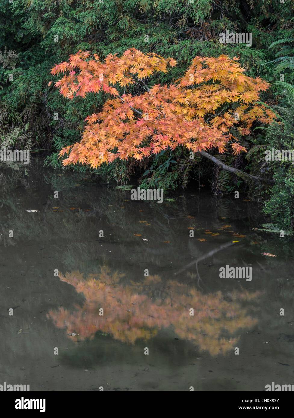 Japanese Maple as Bird: Flying / Seeing Stock Photo - Alamy