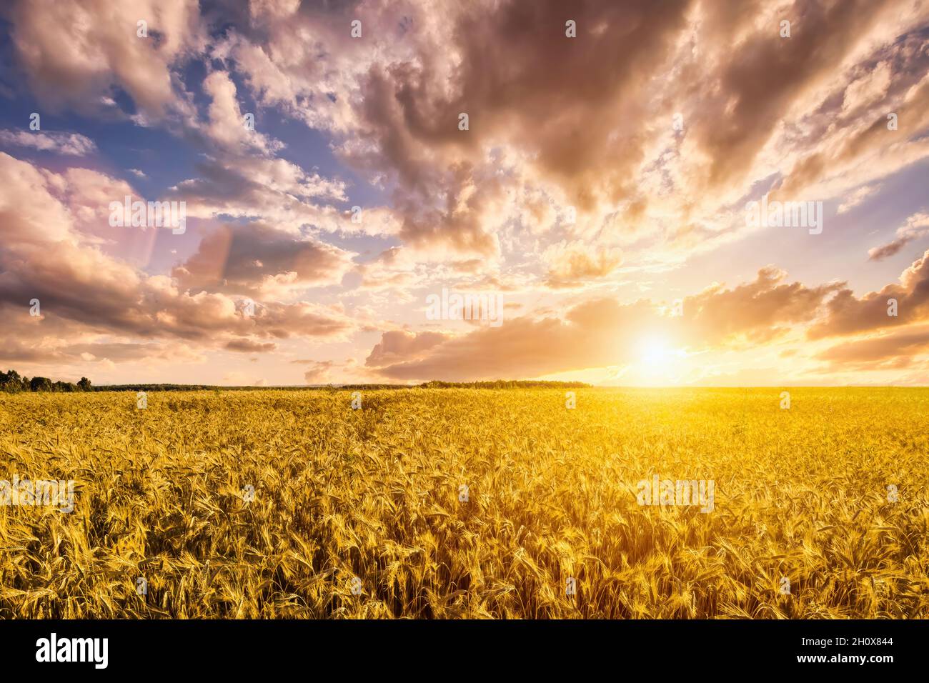 Sunset or sunrise on a rye field with golden ears and a dramatic cloudy ...