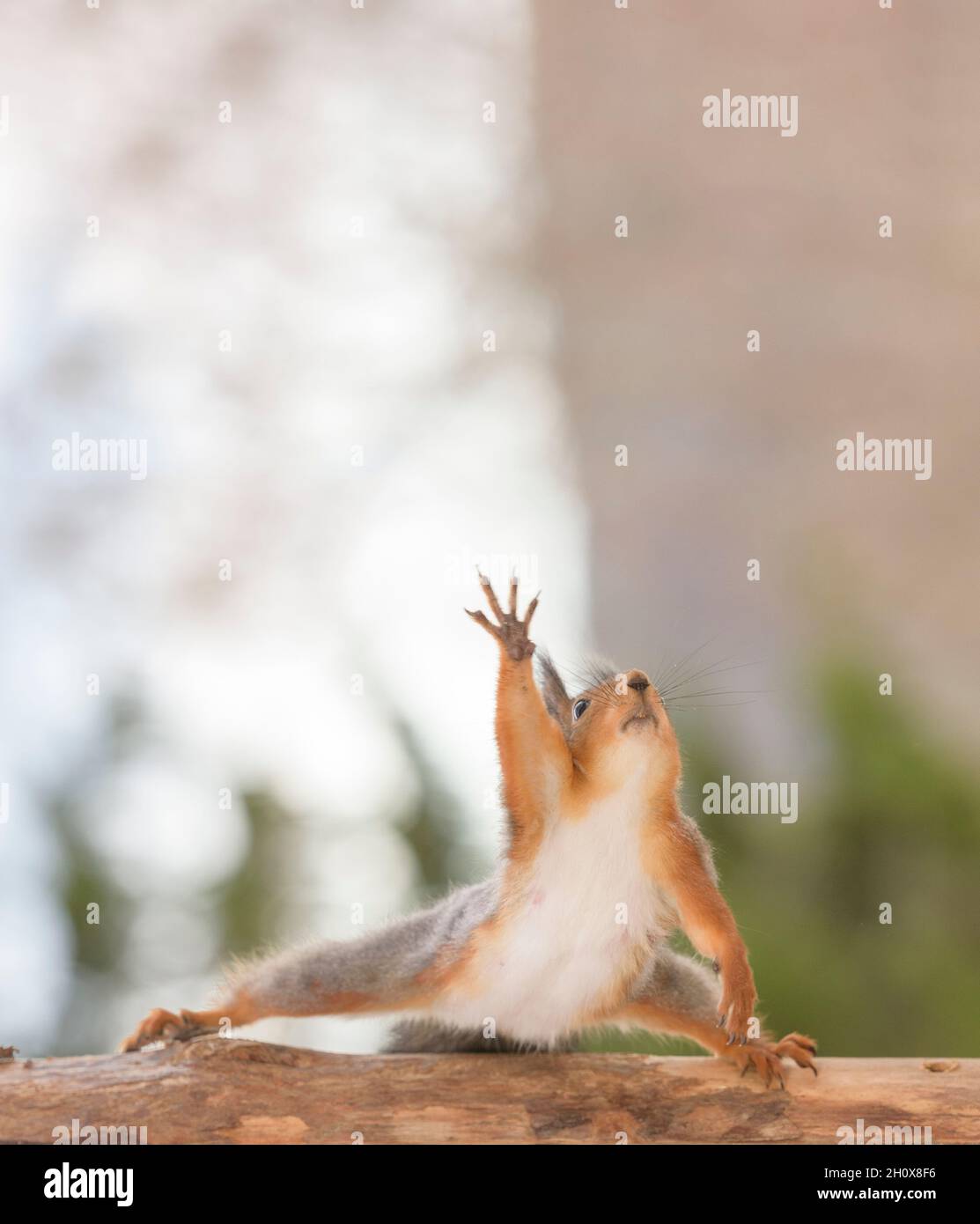 Red squirrel is reaching for a leaf hi-res stock photography and images ...