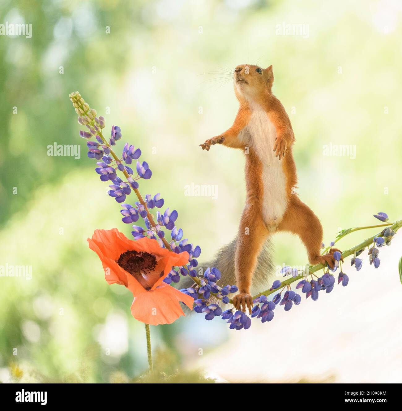 Scarlet Squirrel High Resolution Stock Photography and Images - Alamy