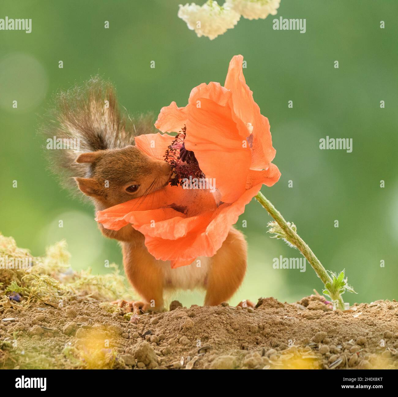 Scarlet Squirrel High Resolution Stock Photography and Images - Alamy