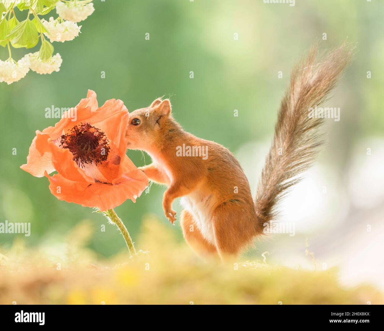 Scarlet Squirrel High Resolution Stock Photography and Images - Alamy