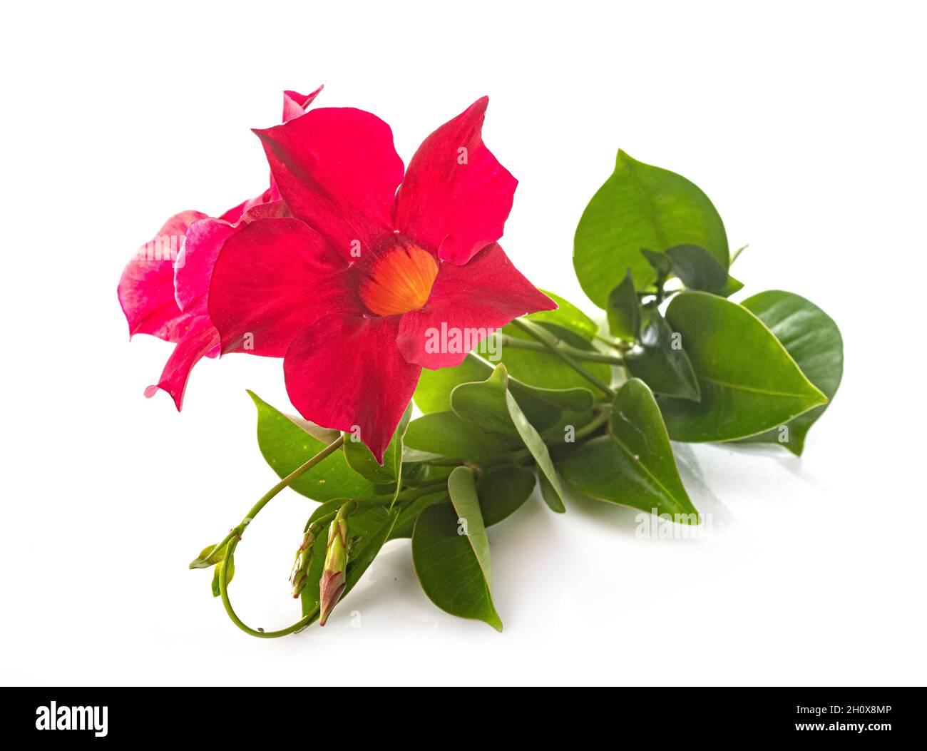 red Mandevilla in front of white background Stock Photo - Alamy