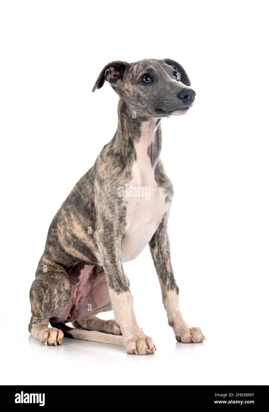 English Whippet in front of white background Stock Photo - Alamy