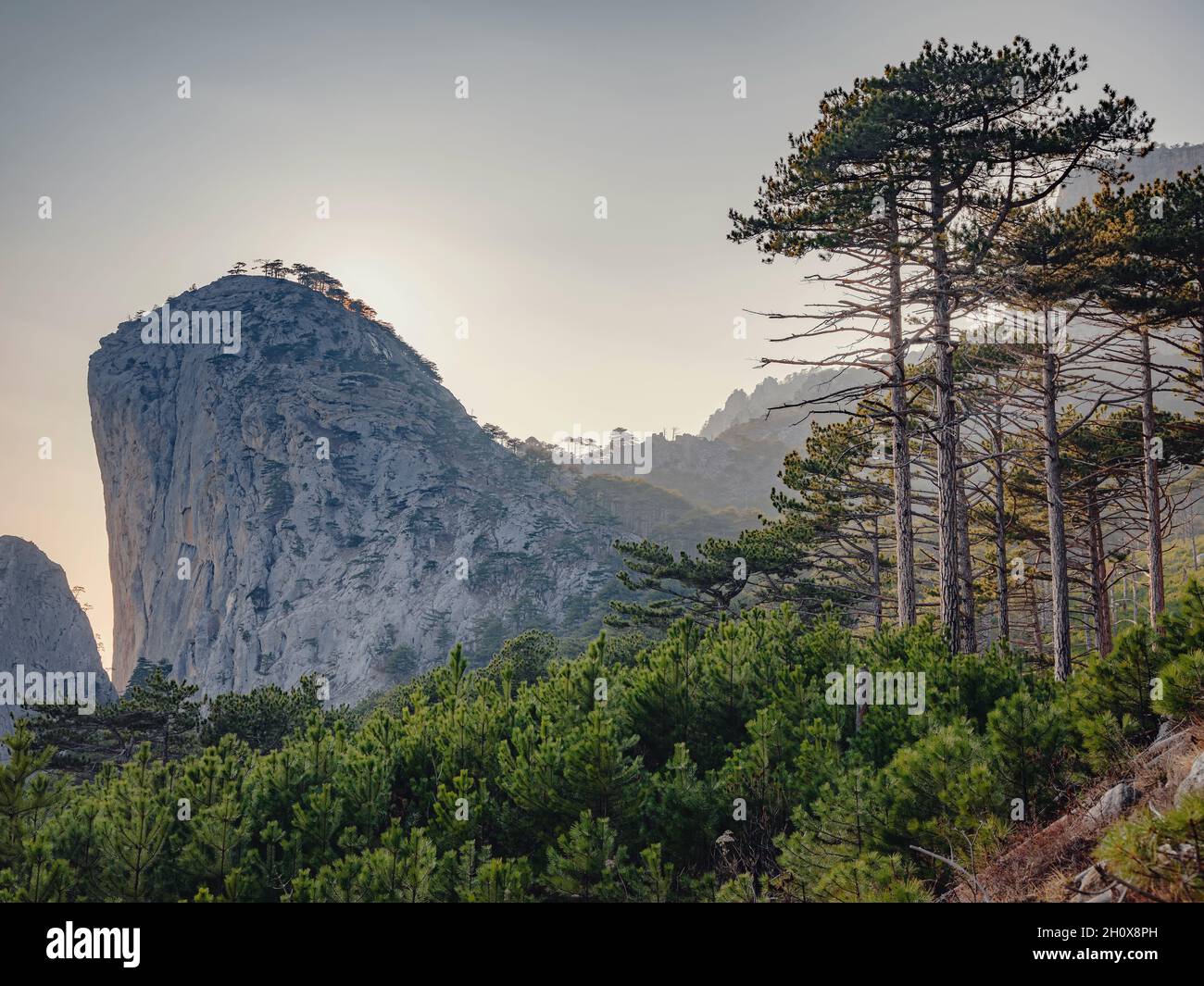 Virgin forrest hi-res stock photography and images - Alamy
