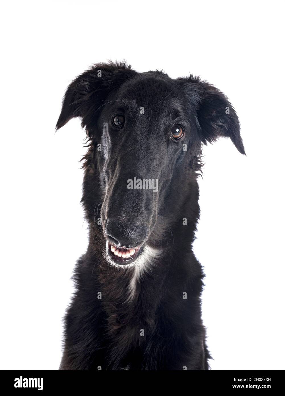 young borzoi in front of white background Stock Photo - Alamy