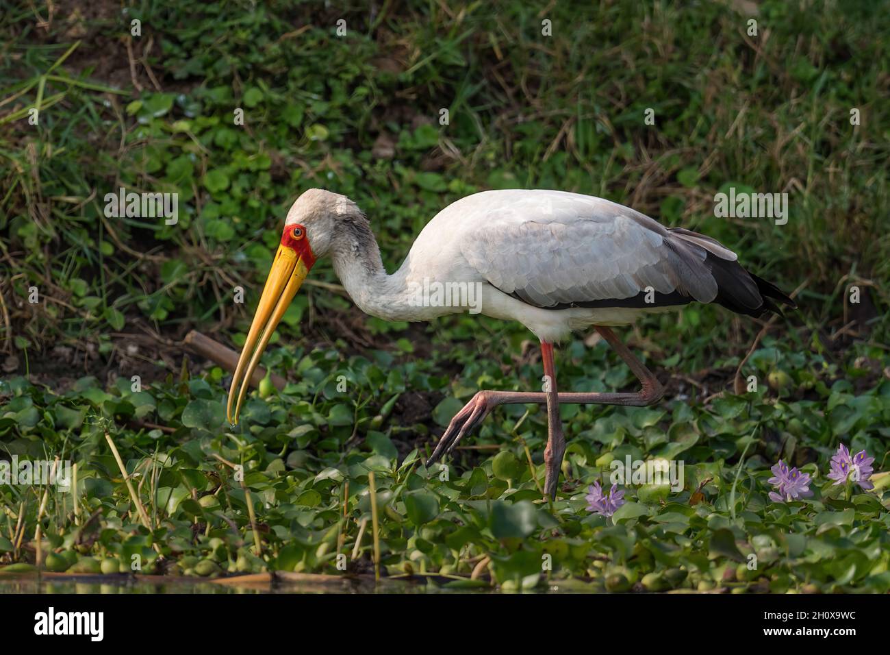 Yellow-billed Stork - Mycteria ibis, beautiful large stork from African ...
