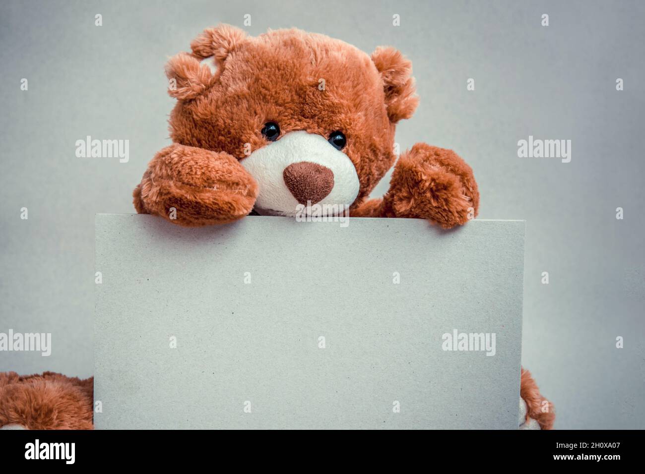 Teddy bear holds blank template paper on grey background Stock Photo ...