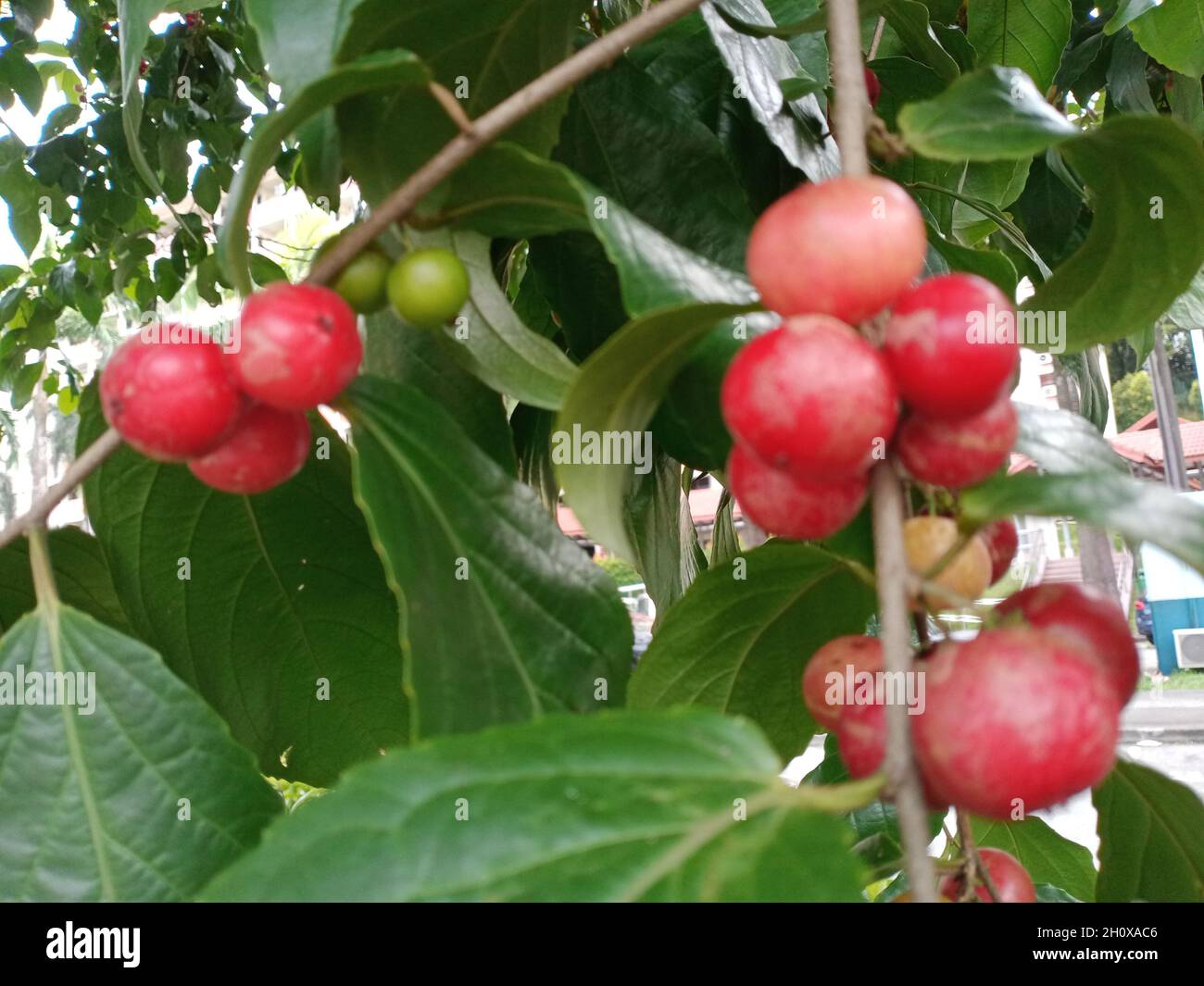 beautiful cherry acerola Stock Photo - Alamy