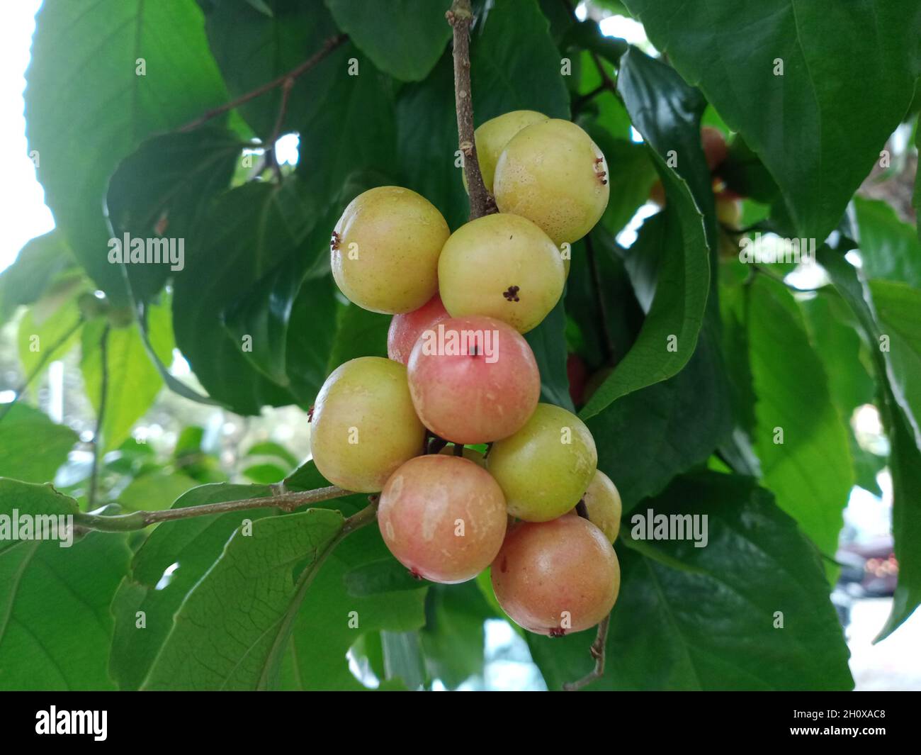 beautiful cherry acerola Stock Photo - Alamy