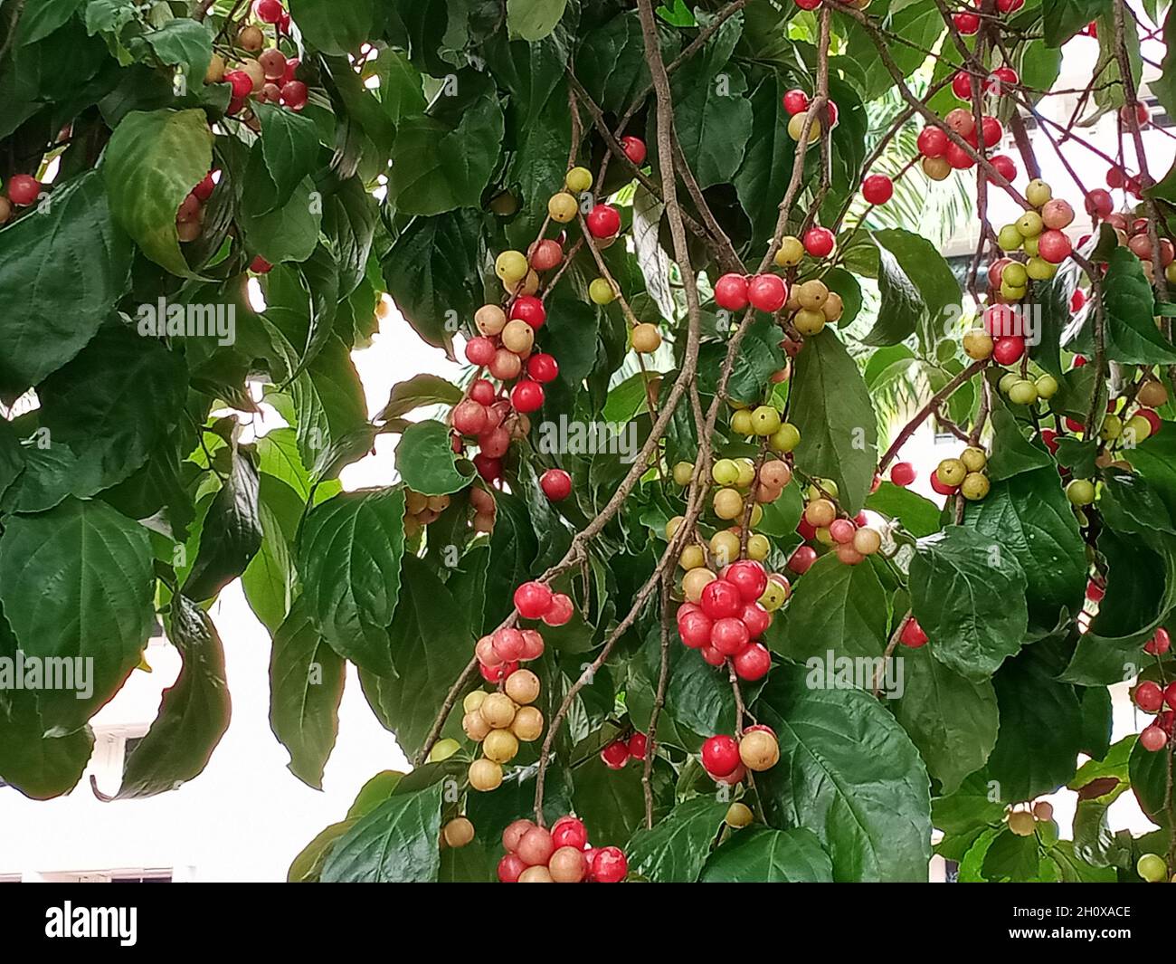 beautiful cherry acerola Stock Photo - Alamy